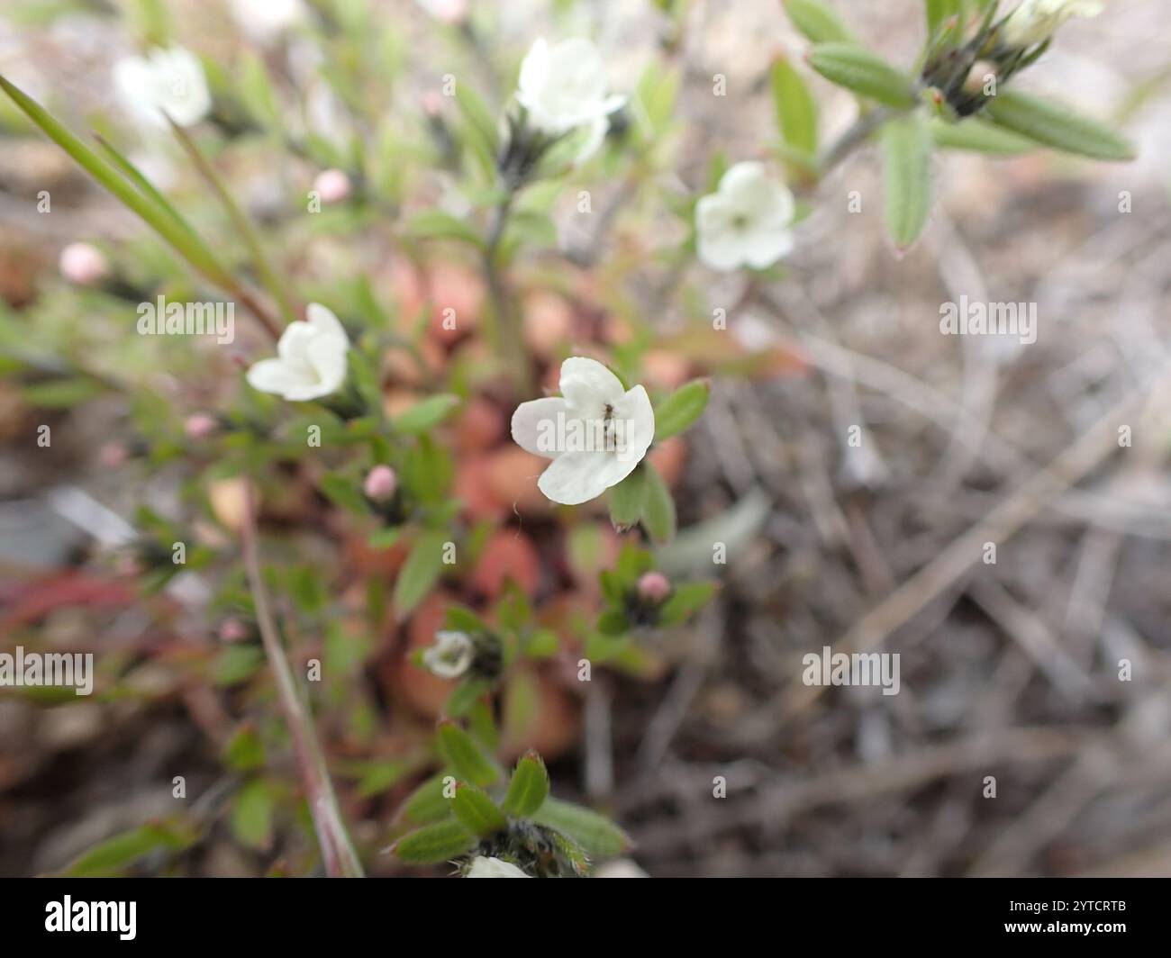 corn gromwell (Buglossoides arvensis Stock Photo - Alamy