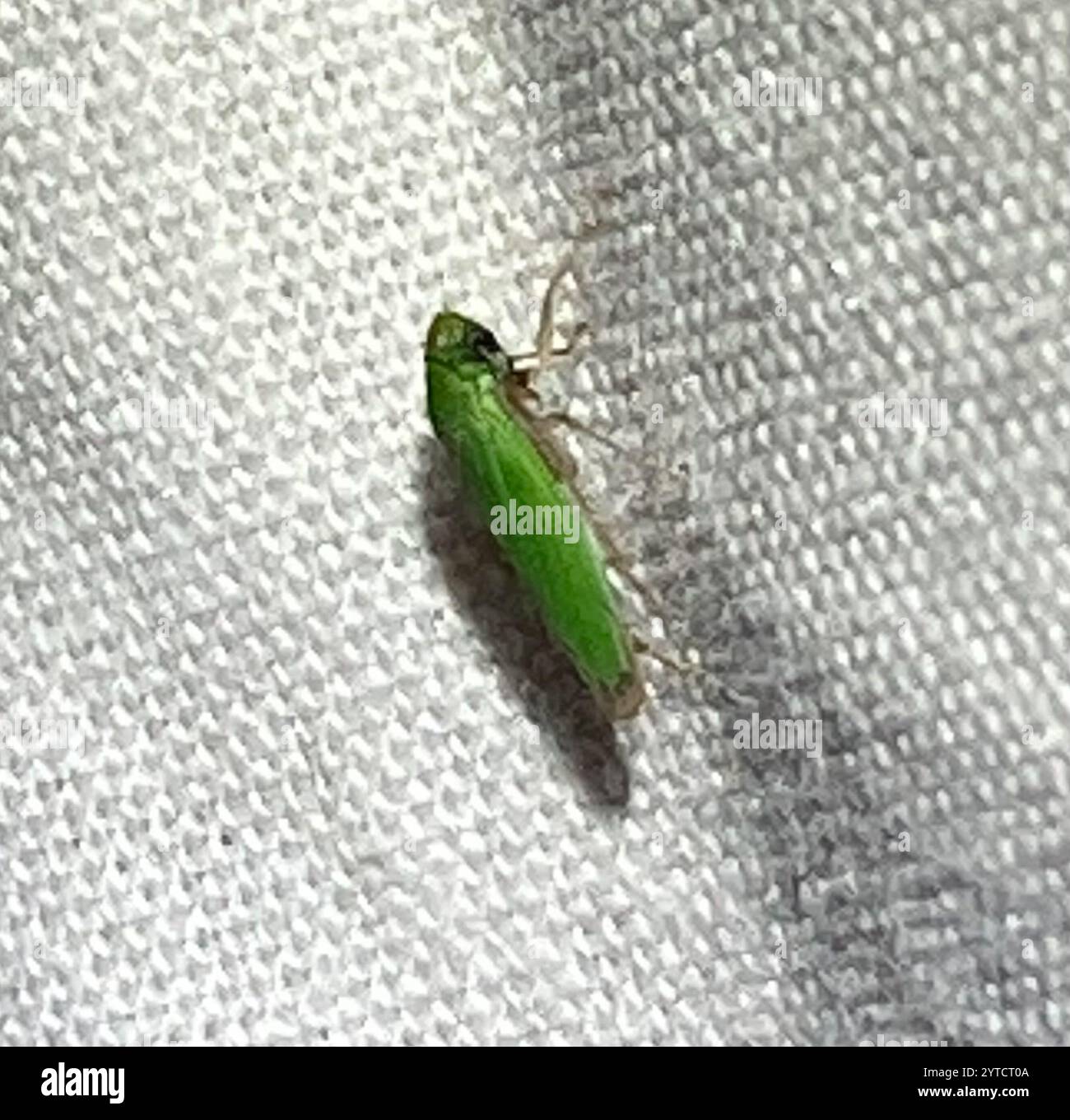 Common Green Leafhopper (Hortensia similis Stock Photo - Alamy