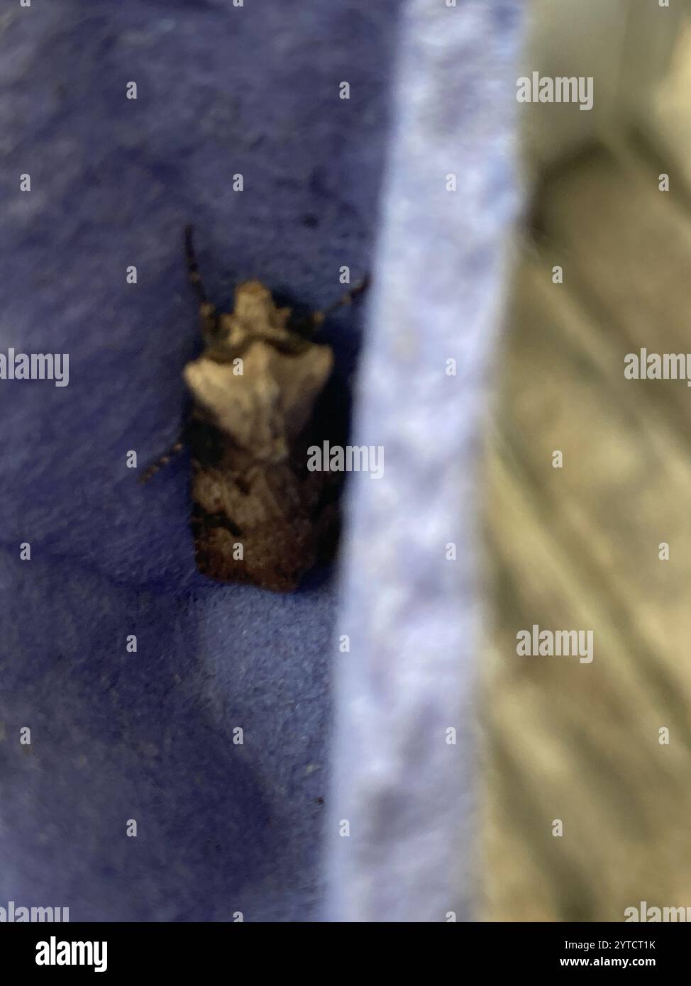 Shuttle-shaped Dart (Agrotis puta Stock Photo - Alamy