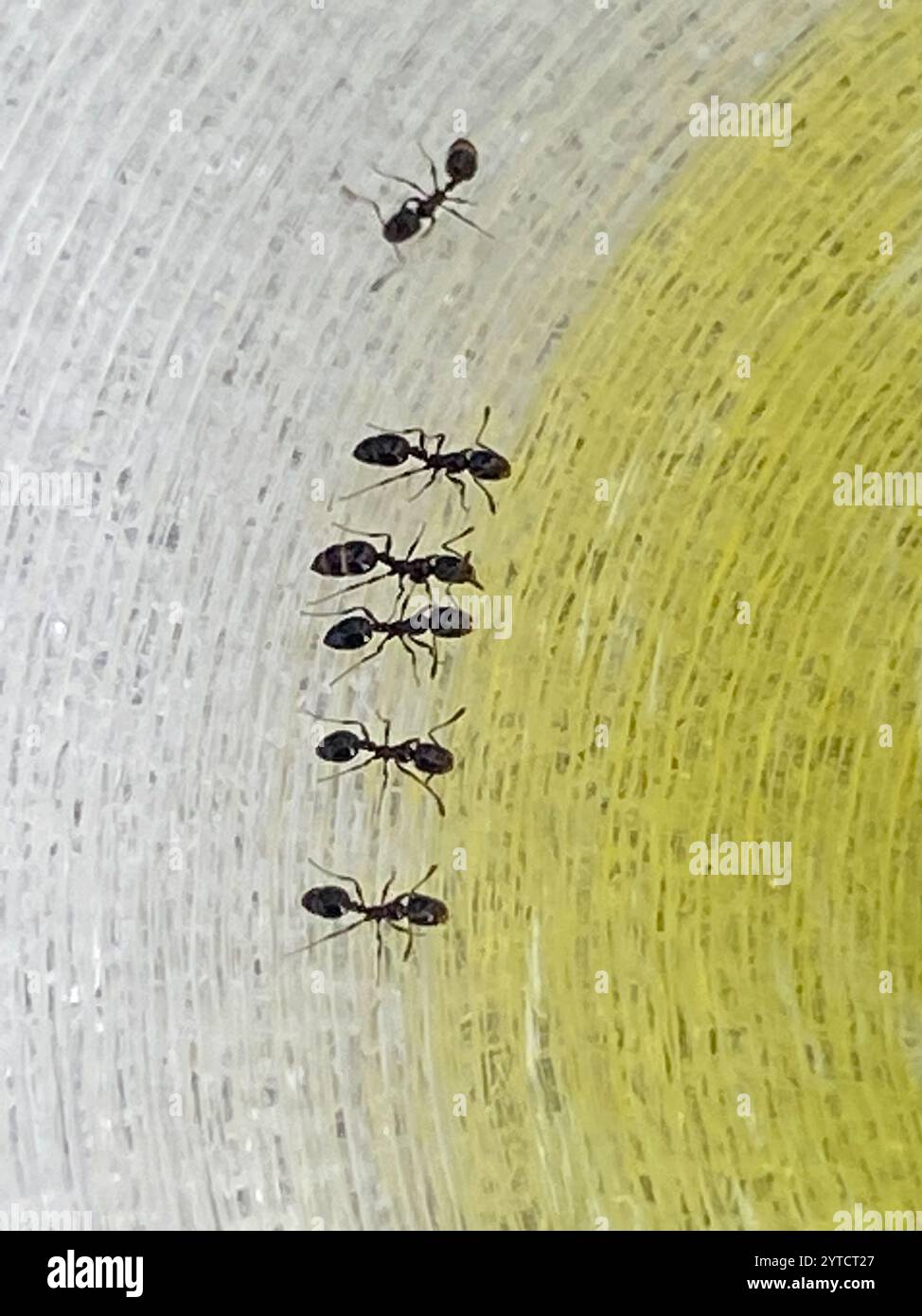 Common Trailing Ant (Monomorium minimum Stock Photo - Alamy