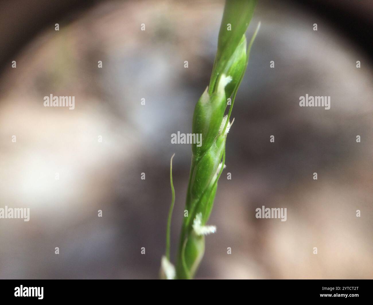 White-grained Mountain-ricegrass (Oryzopsis asperifolia Stock Photo - Alamy