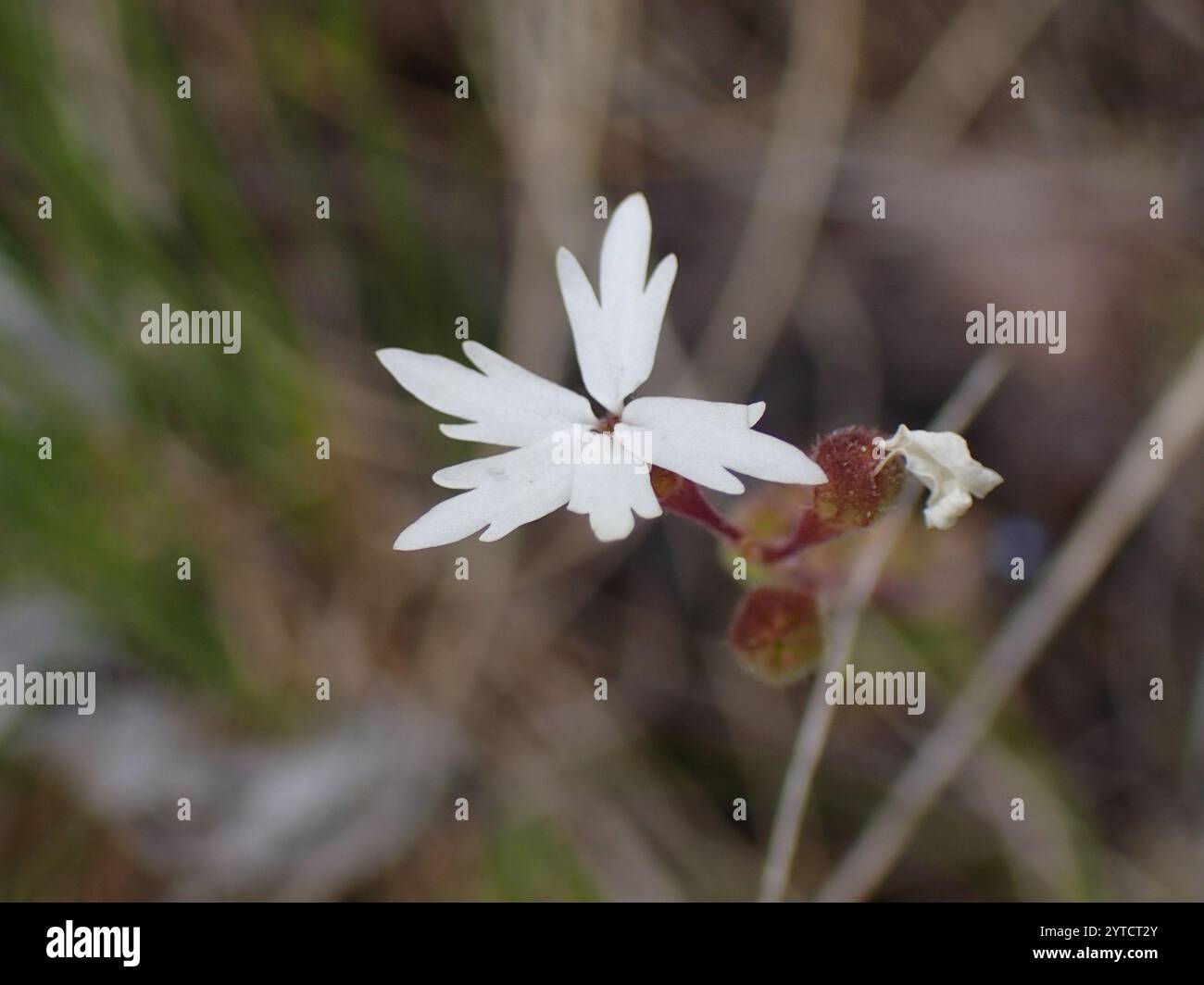 smallflower woodland star (Lithophragma parviflorum Stock Photo - Alamy