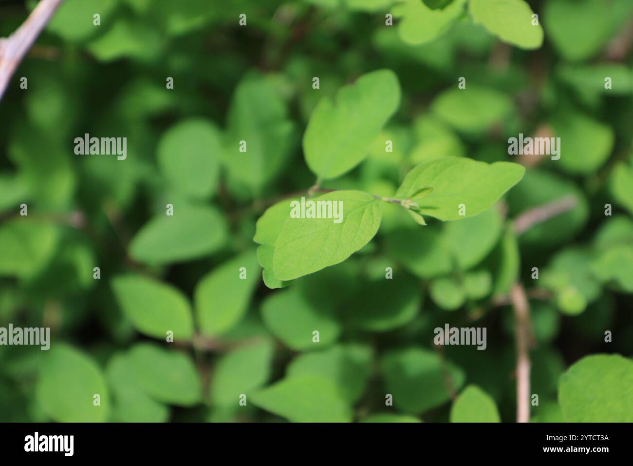 creeping snowberry (Symphoricarpos mollis Stock Photo - Alamy