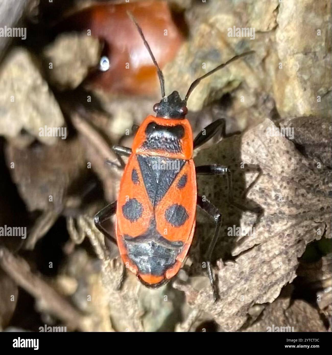 European Firebug (Pyrrhocoris apterus Stock Photo - Alamy