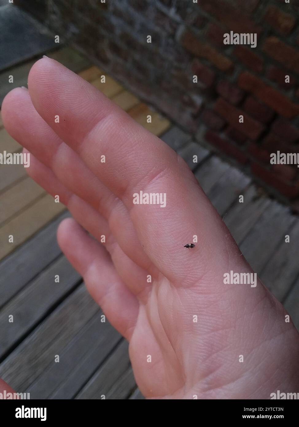 Minute pirate bugs (Anthocoridae Stock Photo - Alamy