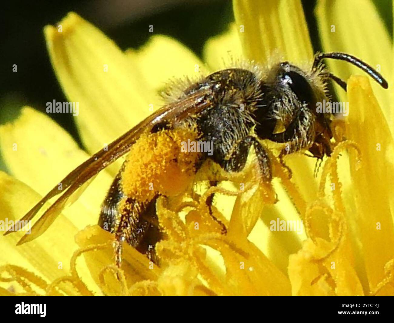Mining Bees (Andrena Stock Photo - Alamy