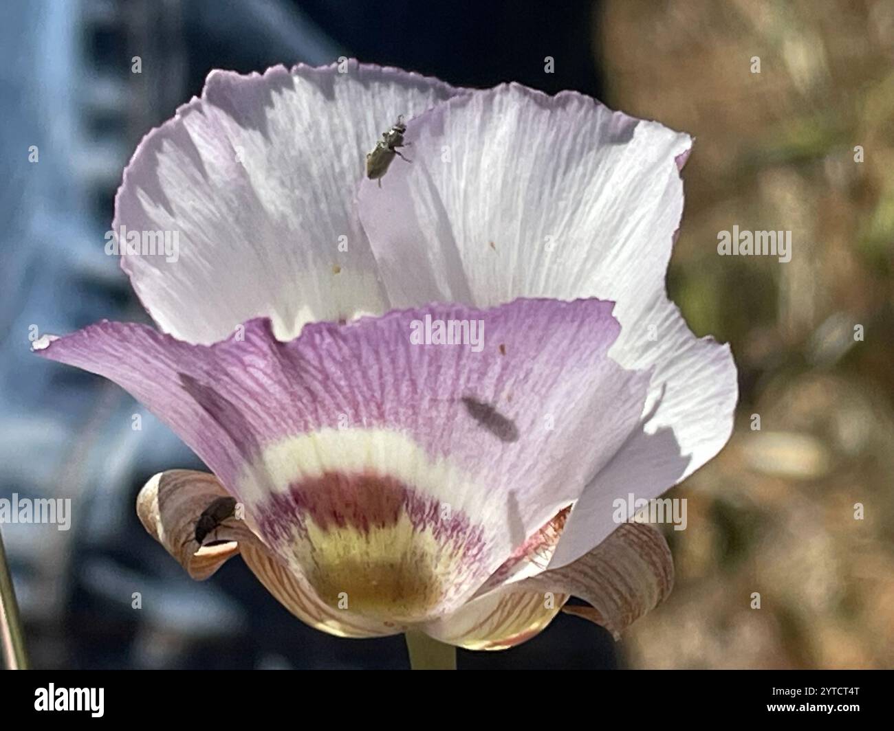 clay mariposa lily (Calochortus argillosus Stock Photo - Alamy
