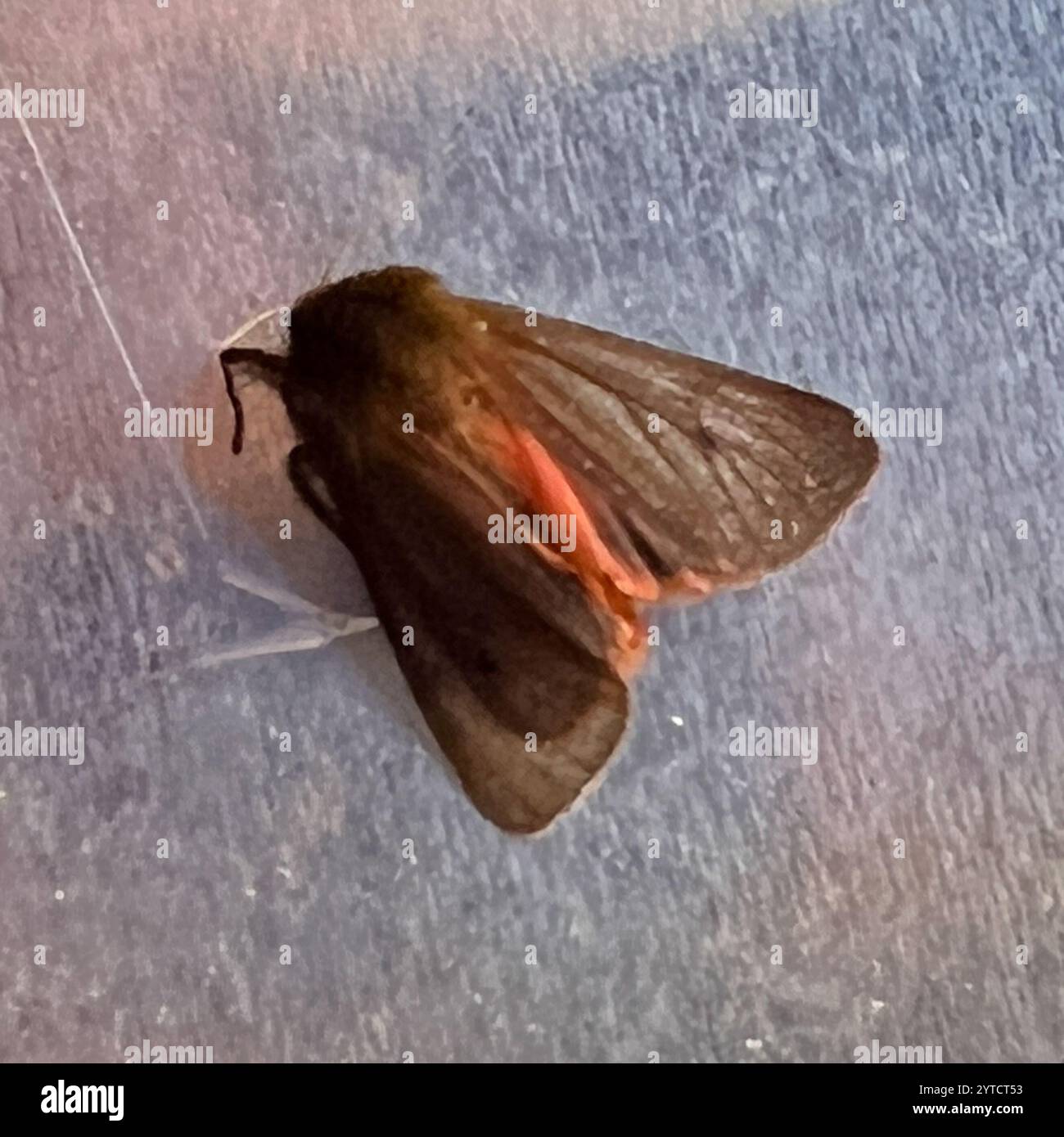 Ruby Tiger Moth (Phragmatobia fuliginosa Stock Photo - Alamy