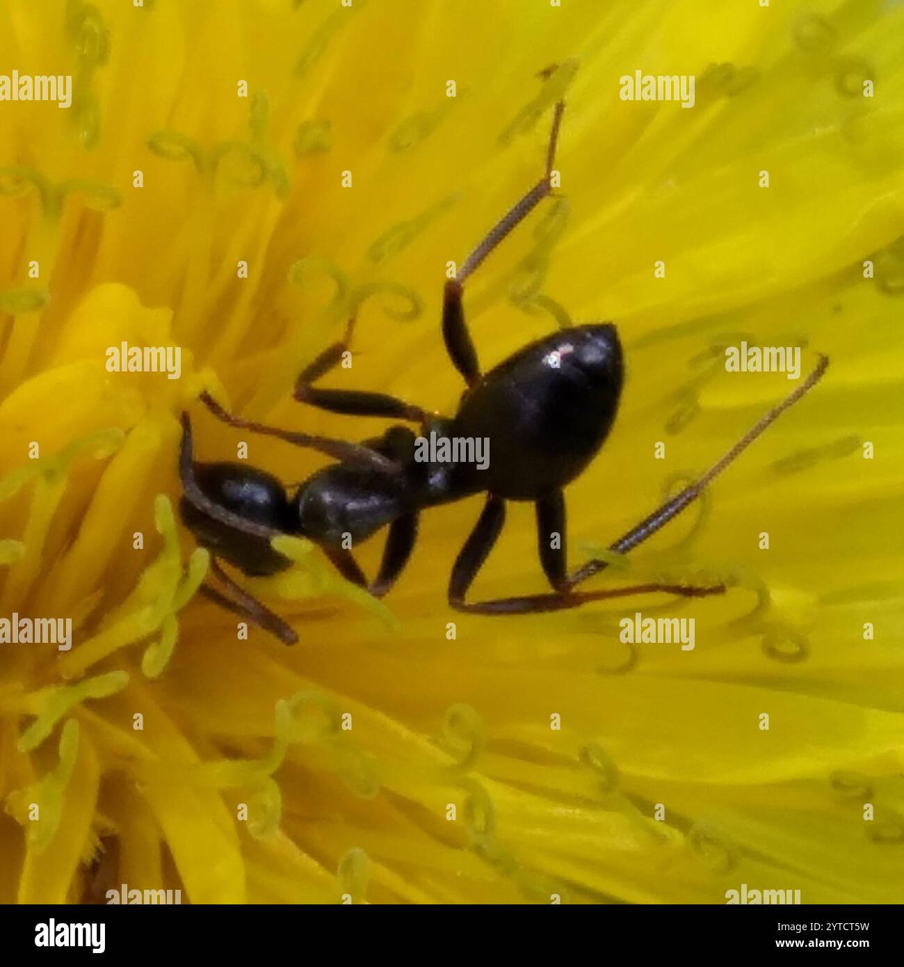 fusca-group Field Ants and Allies (Formica fusca Stock Photo - Alamy