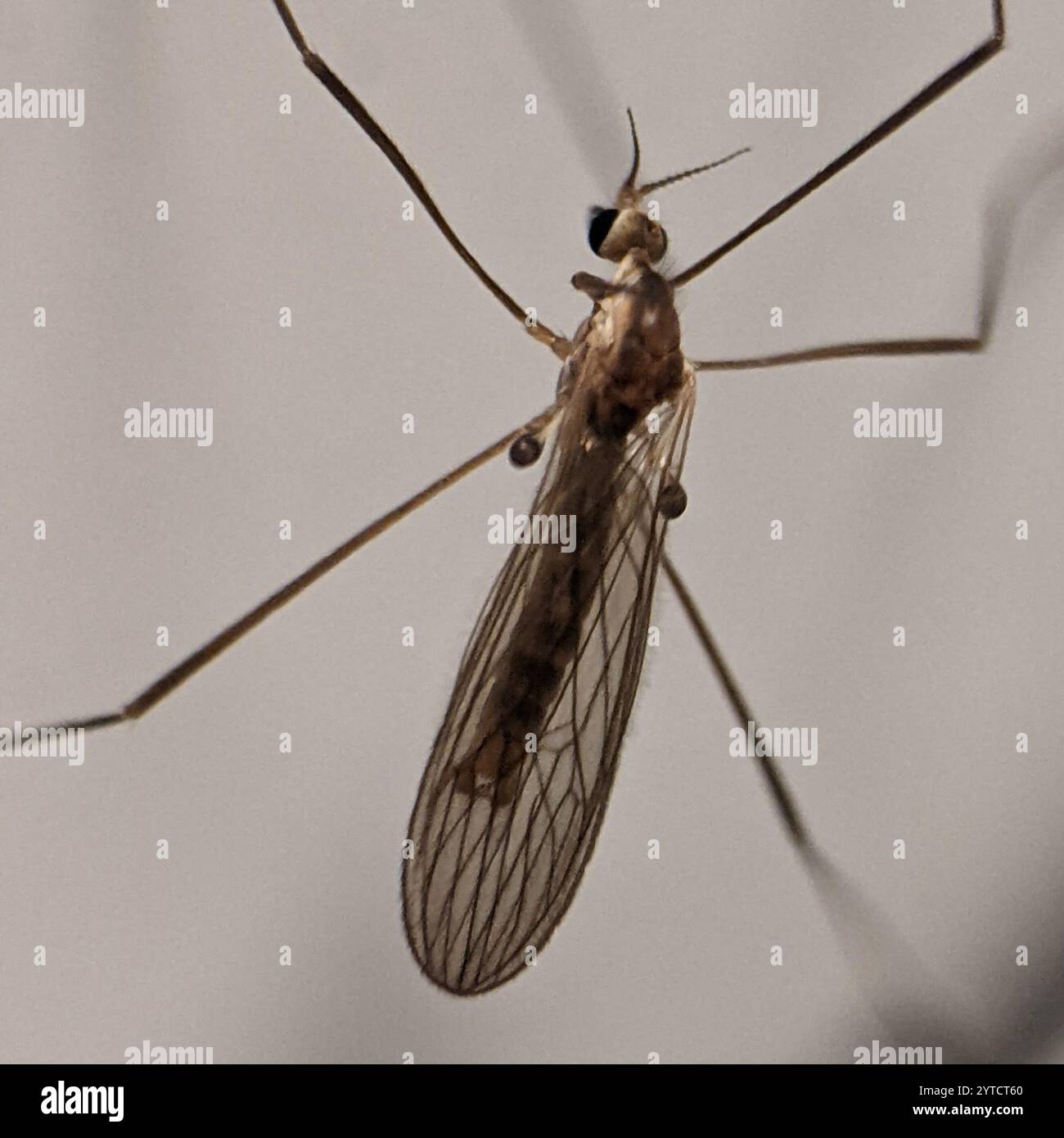 Trichocera hi-res stock photography and images - Alamy