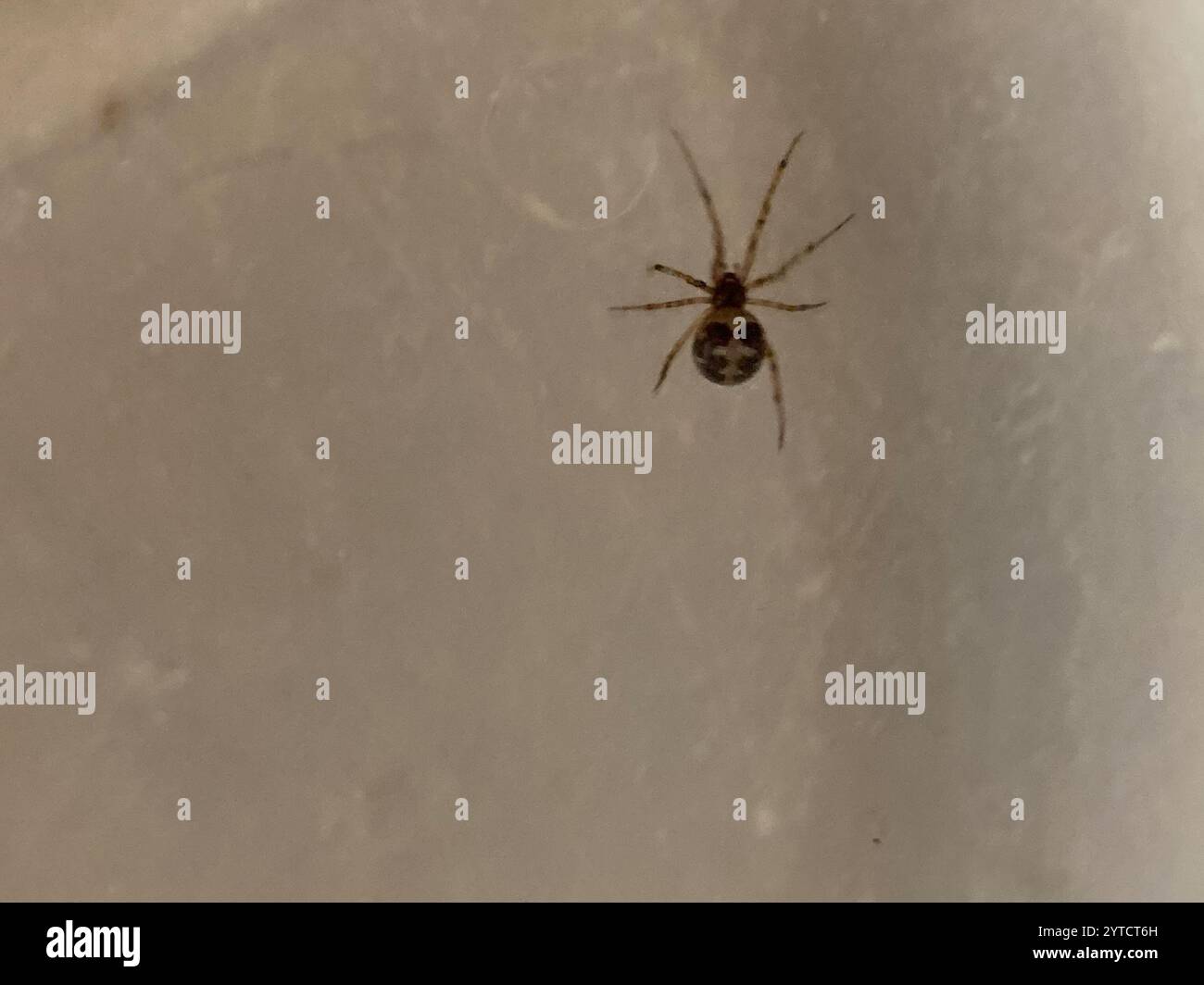 Triangulate Combfoot (Steatoda triangulosa Stock Photo - Alamy