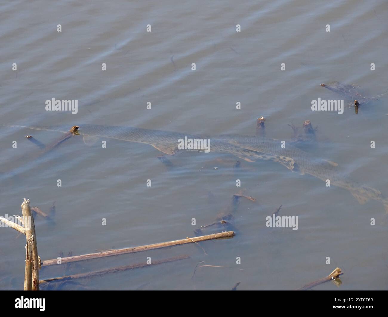 Longnose Gar (Lepisosteus osseus Stock Photo - Alamy