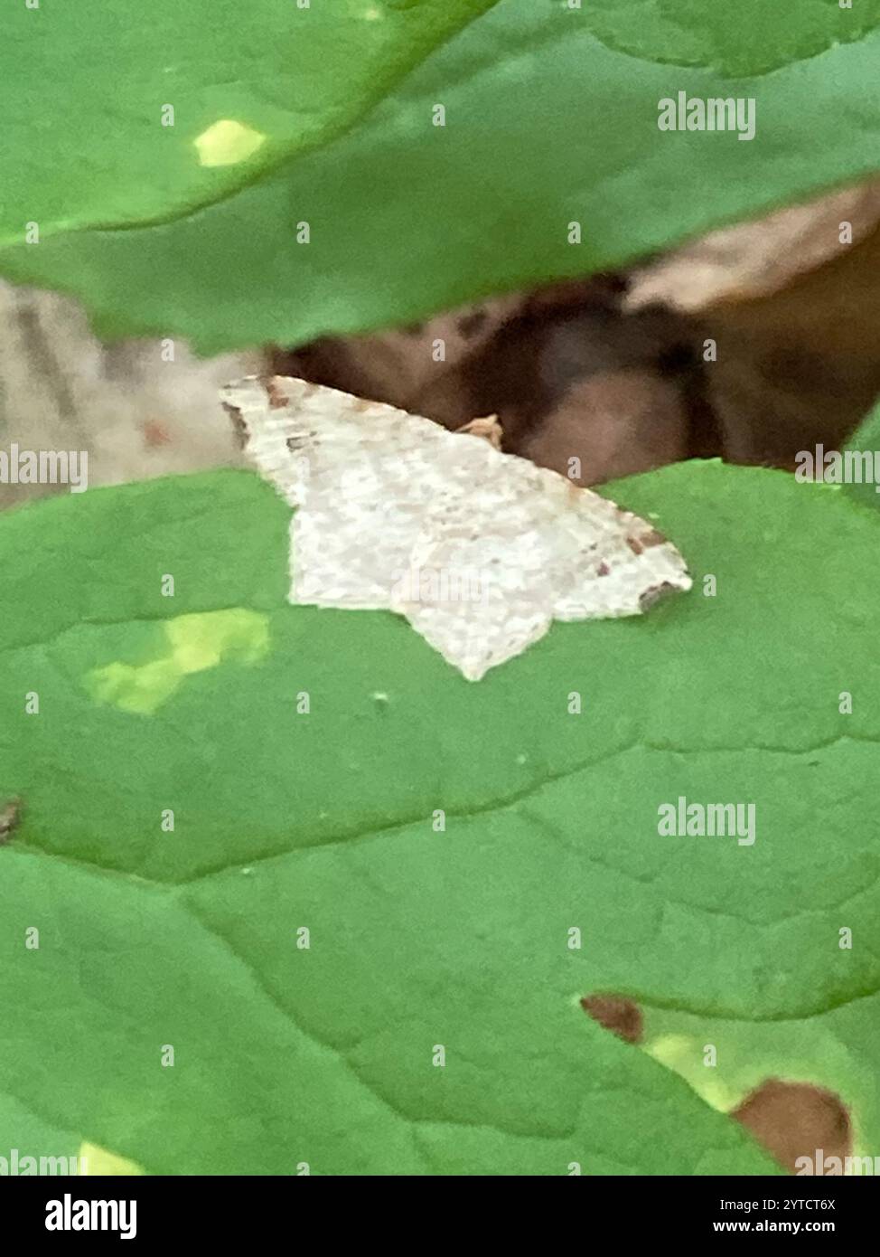 Red-headed Inchworm Moth (Macaria bisignata Stock Photo - Alamy