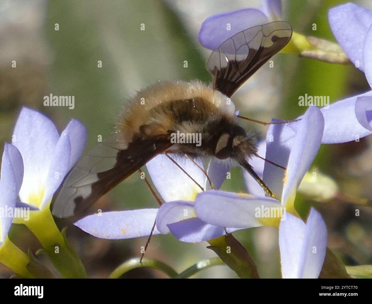 Greater Bee Fly (Bombylius major Stock Photo - Alamy