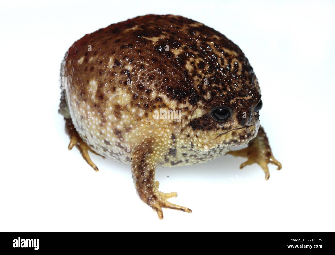 Giant Rain Frog (Breviceps gibbosus Stock Photo - Alamy