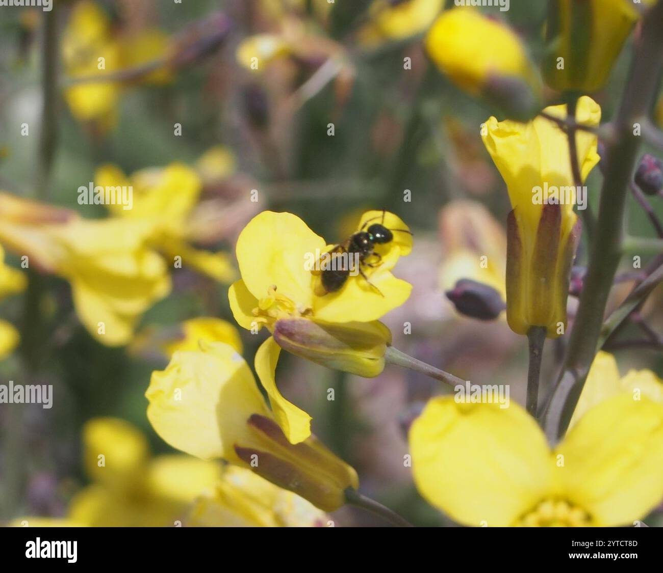 Small Carpenter Bees (Ceratina Stock Photo - Alamy