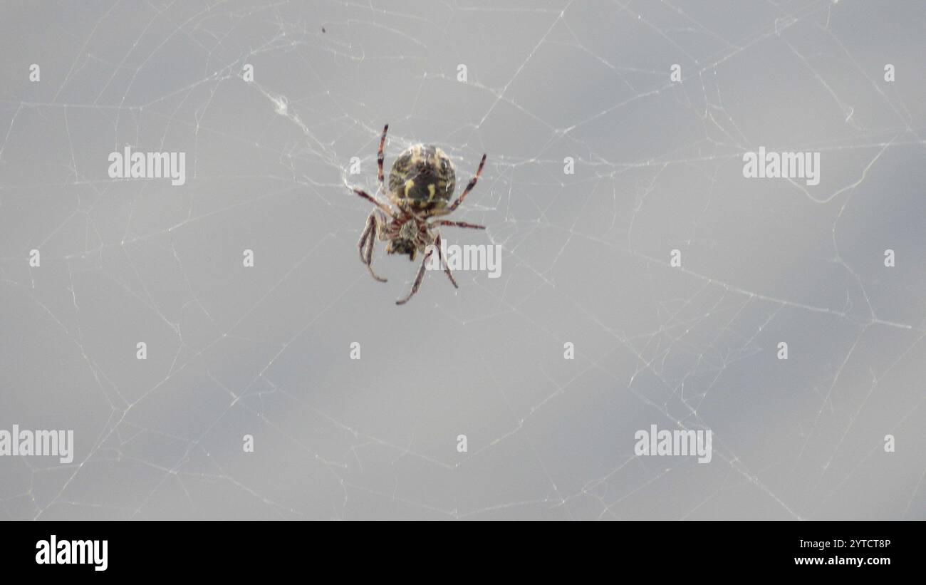 Furrow Spiders (Larinioides Stock Photo - Alamy