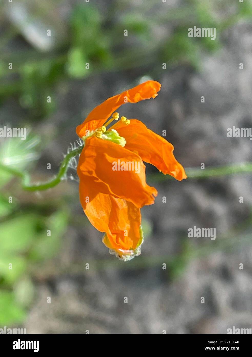 fire poppy (Papaver californicum Stock Photo - Alamy