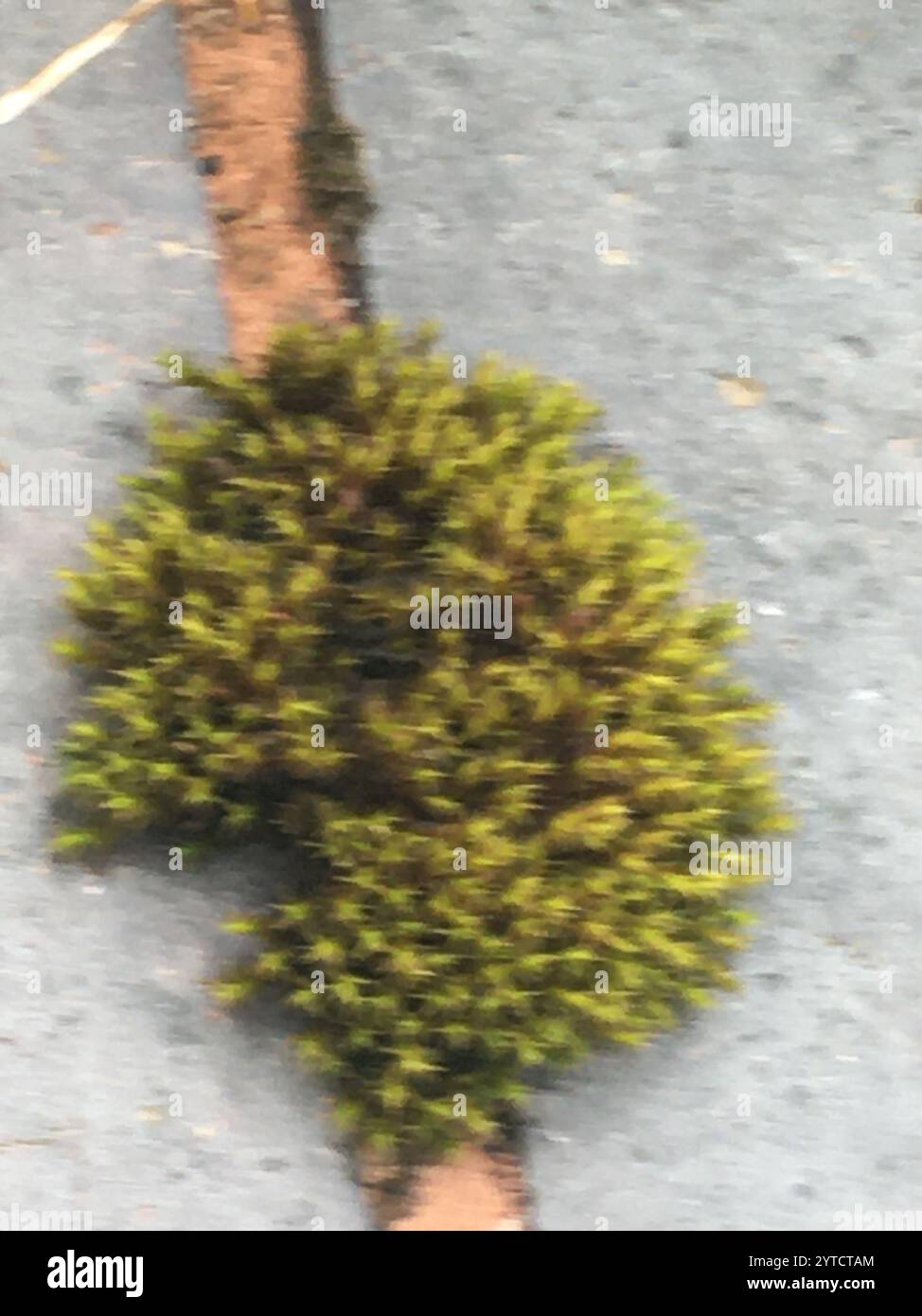 Cirrata hi-res stock photography and images - Alamy