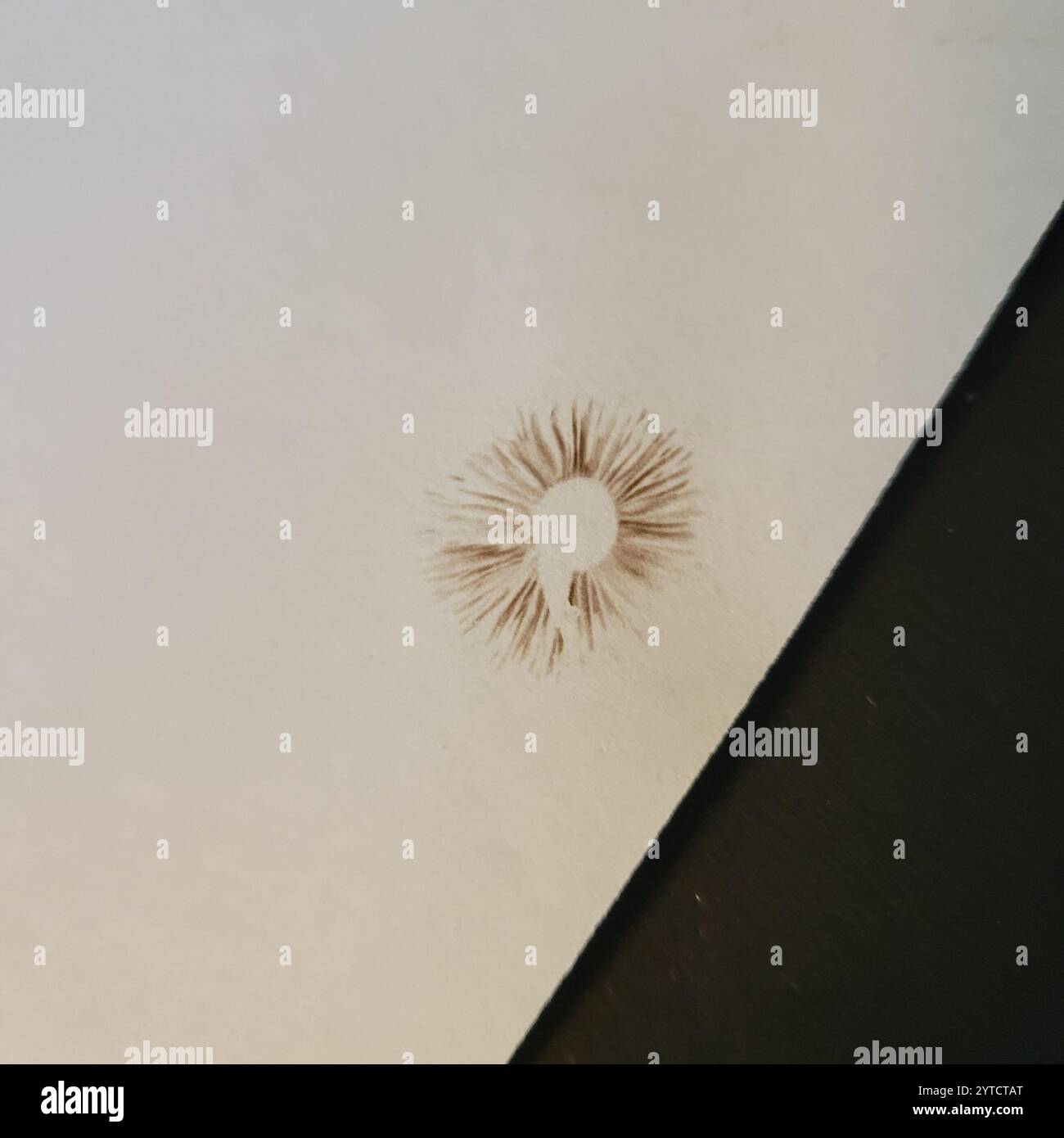 Common Stump Brittlestem (Psathyrella piluliformis Stock Photo - Alamy