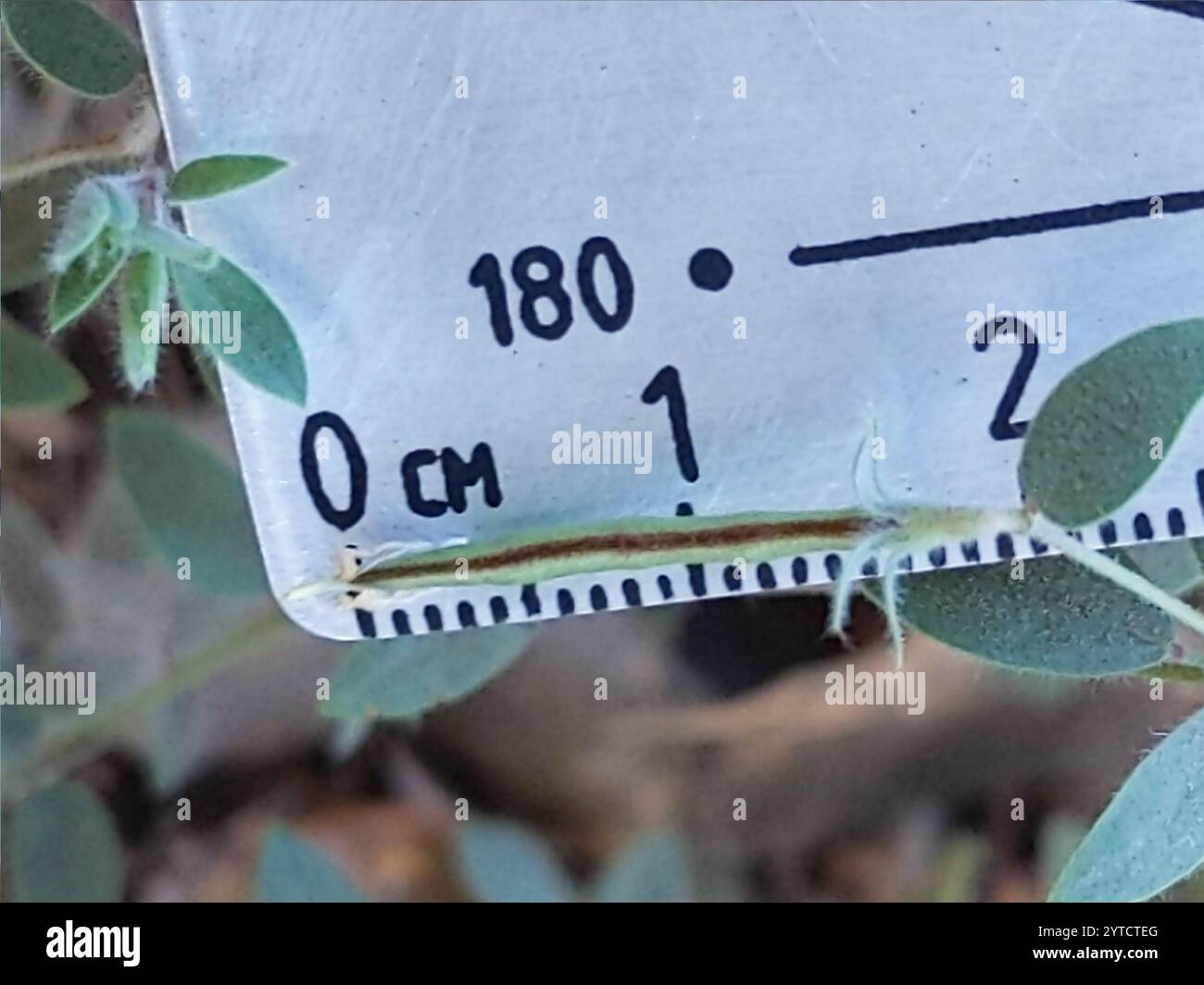 Spanish clover (Acmispon americanus Stock Photo - Alamy