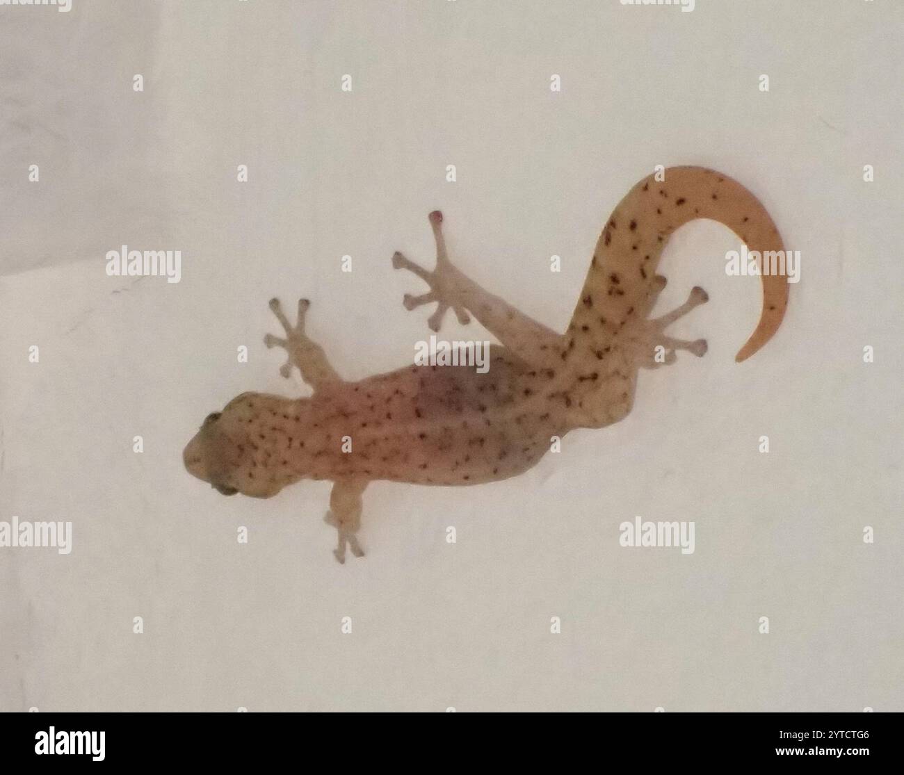 Marbled Leaf-toed Gecko (Afrogecko porphyreus Stock Photo - Alamy