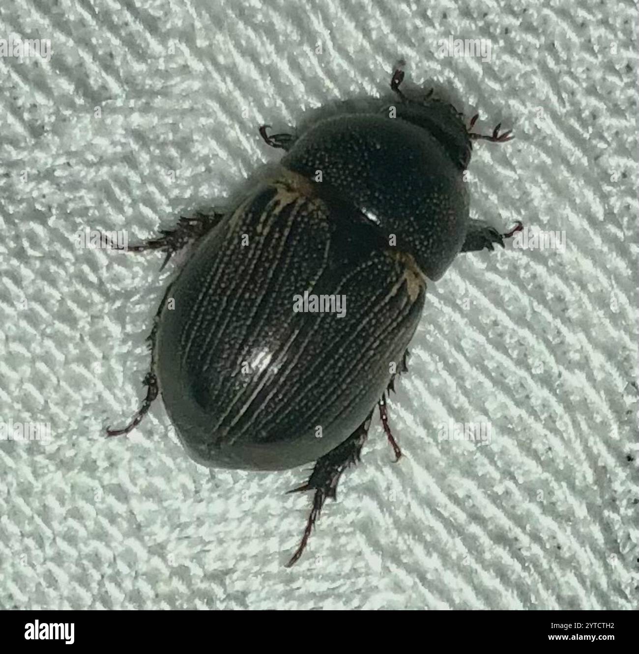 Sugarcane beetle hi-res stock photography and images - Alamy