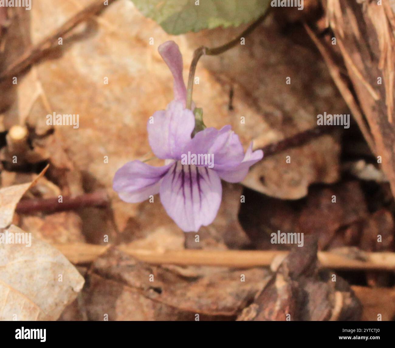 Long-spurred violet (Viola rostrata Stock Photo - Alamy