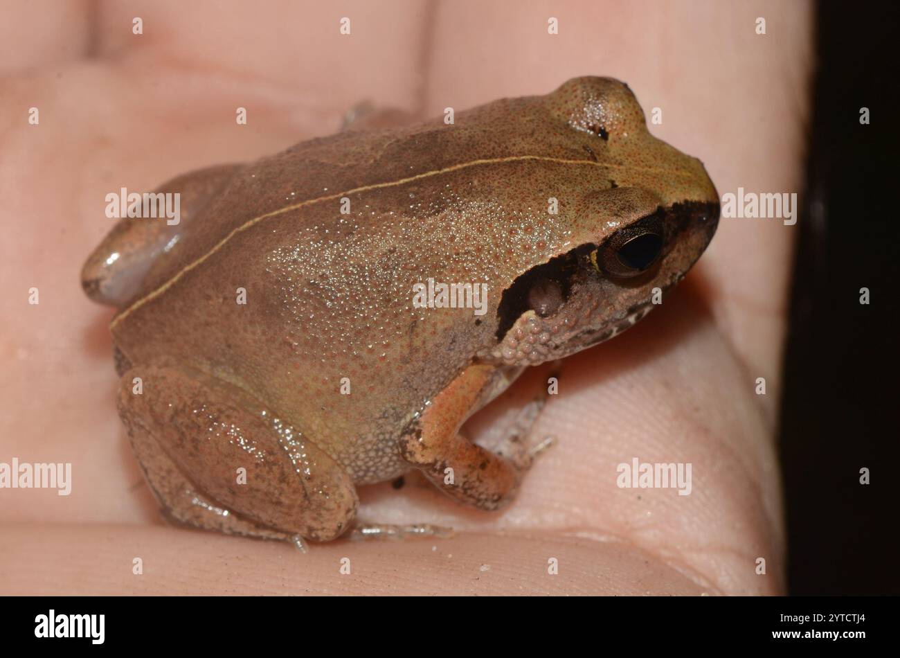 Common Squeaker (Arthroleptis stenodactylus Stock Photo - Alamy