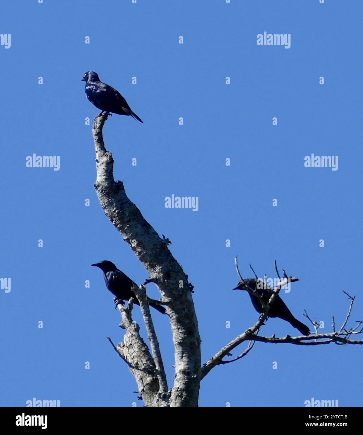 Black-bellied Starling (Notopholia corusca Stock Photo - Alamy