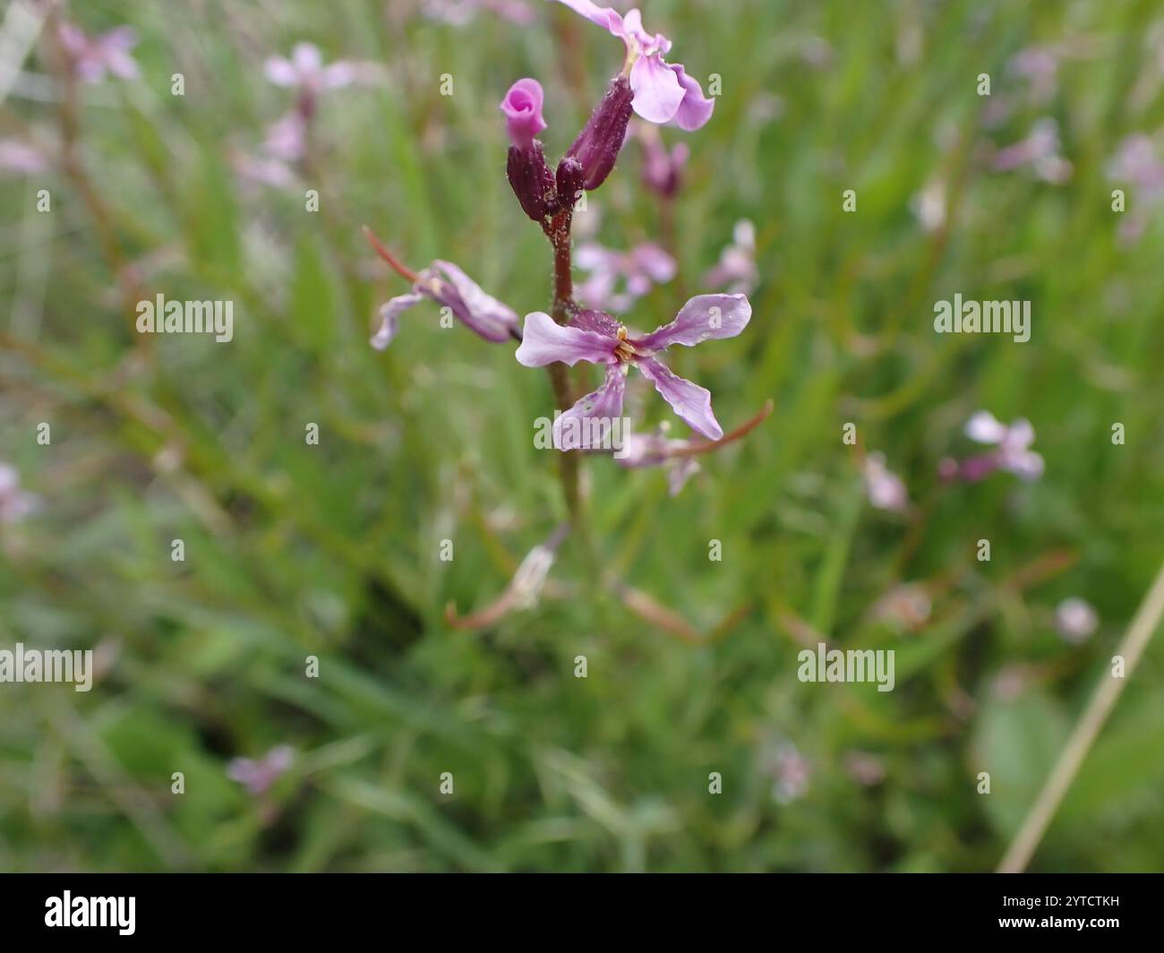 crossflower (Chorispora tenella Stock Photo - Alamy