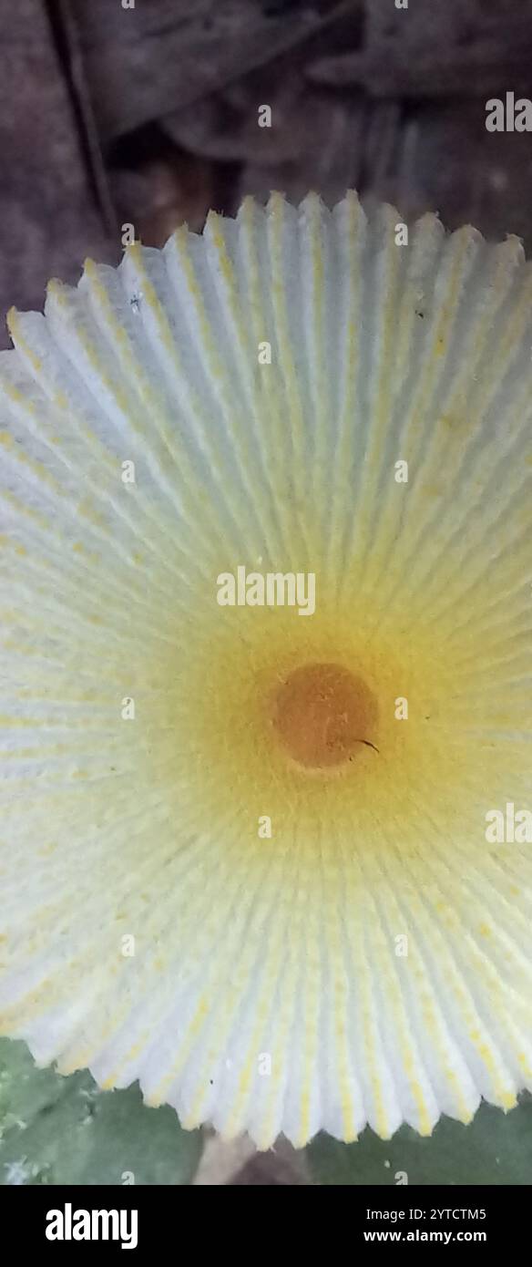 Leucocoprinus fragilissimus hi-res stock photography and images - Alamy