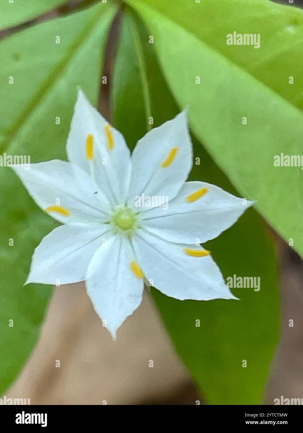 northern starflower (Lysimachia borealis Stock Photo - Alamy