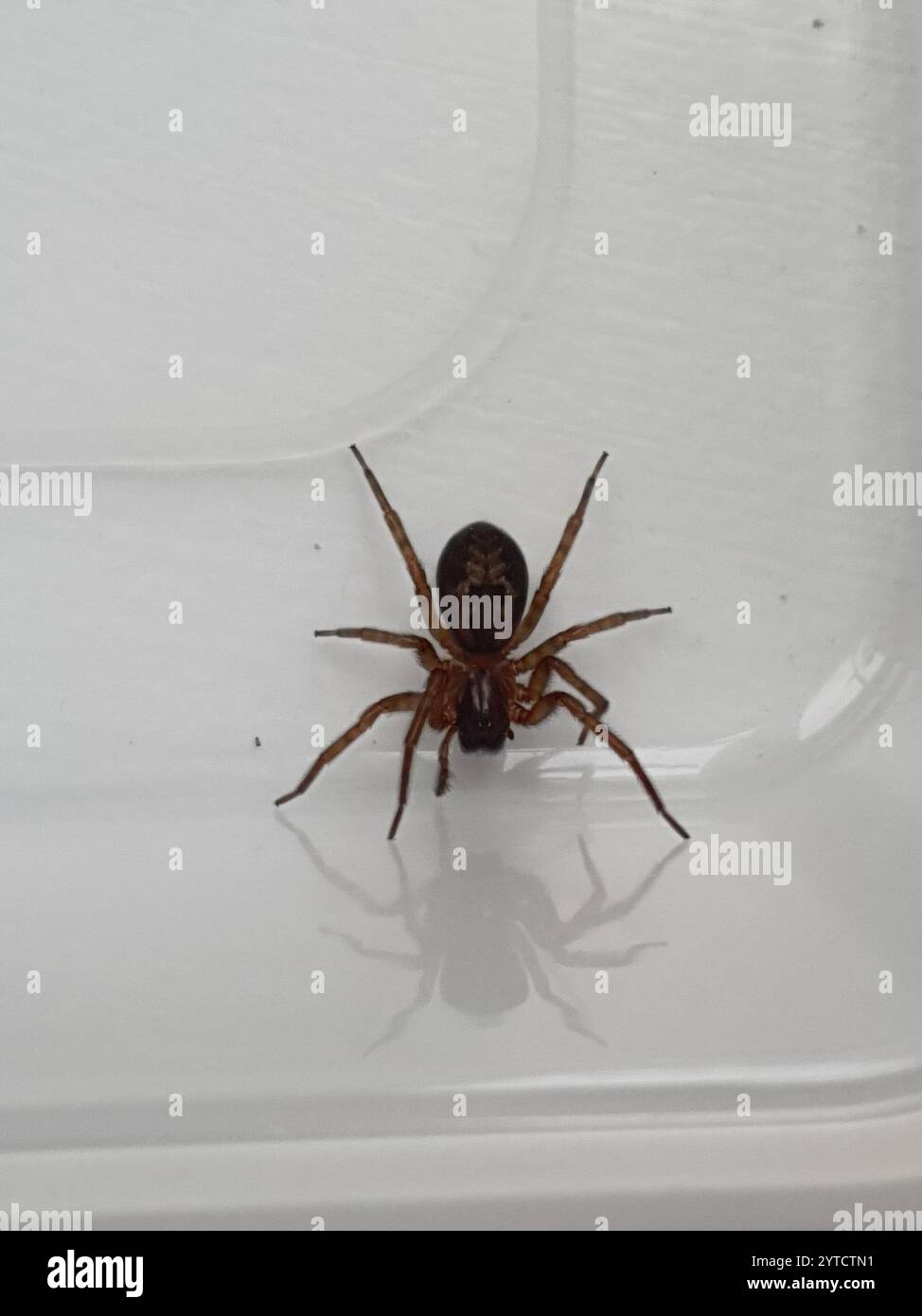 Lace-Weaver Spider (Amaurobius similis Stock Photo - Alamy