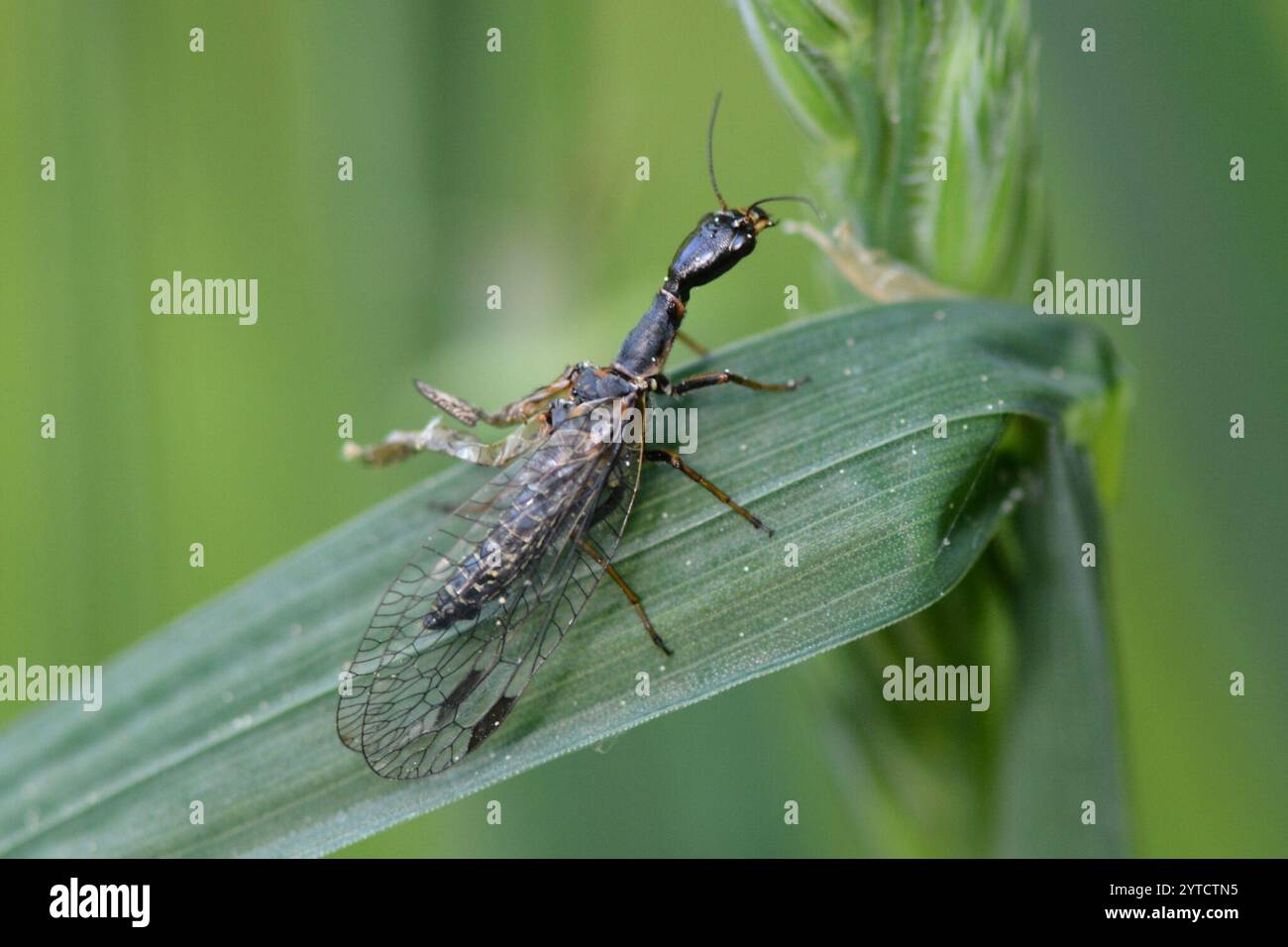 oak snakefly (Phaeostigma notata Stock Photo - Alamy