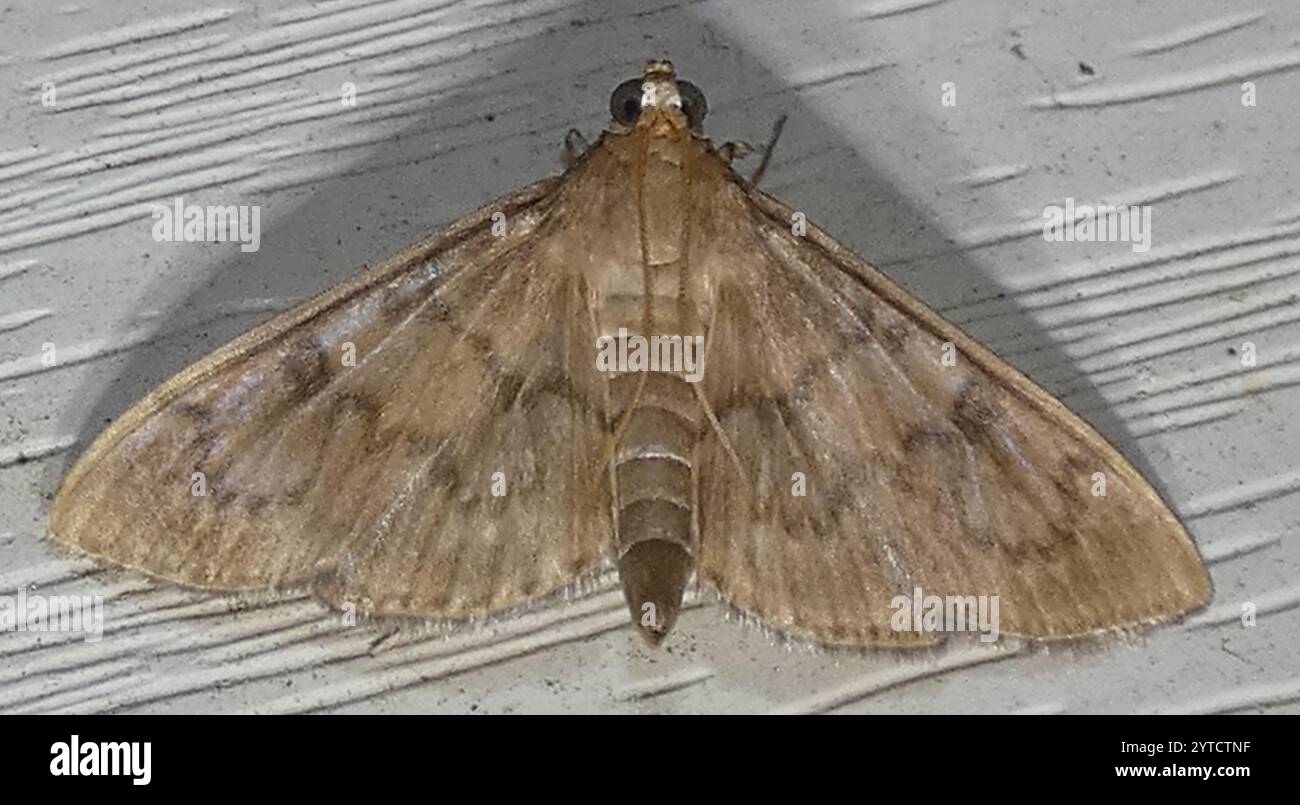 Psara hi-res stock photography and images - Alamy