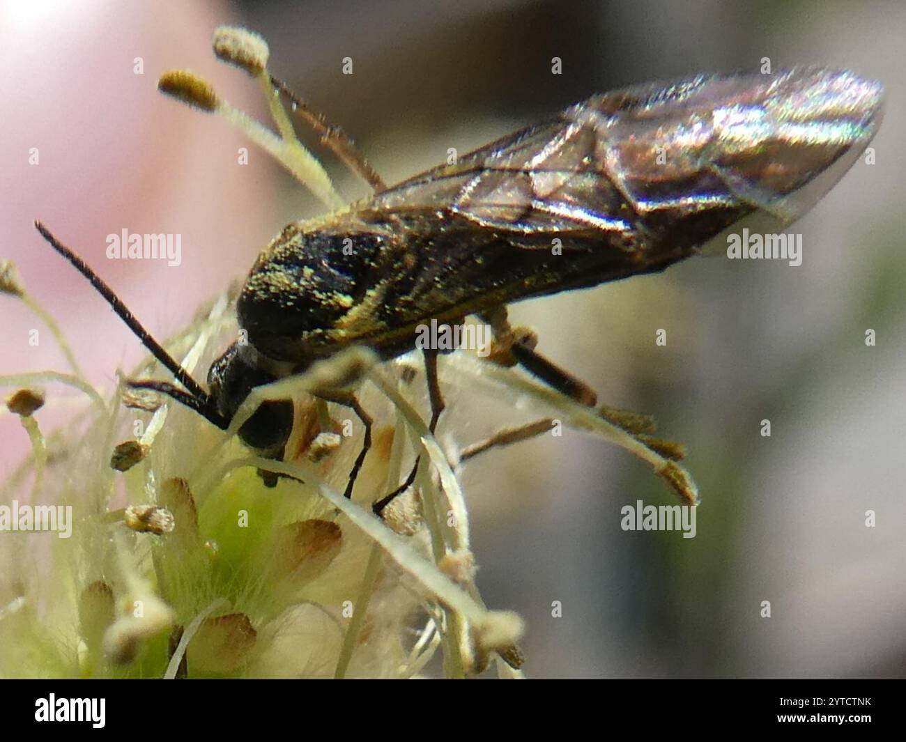 Common Sawflies (Tenthredinidae Stock Photo - Alamy