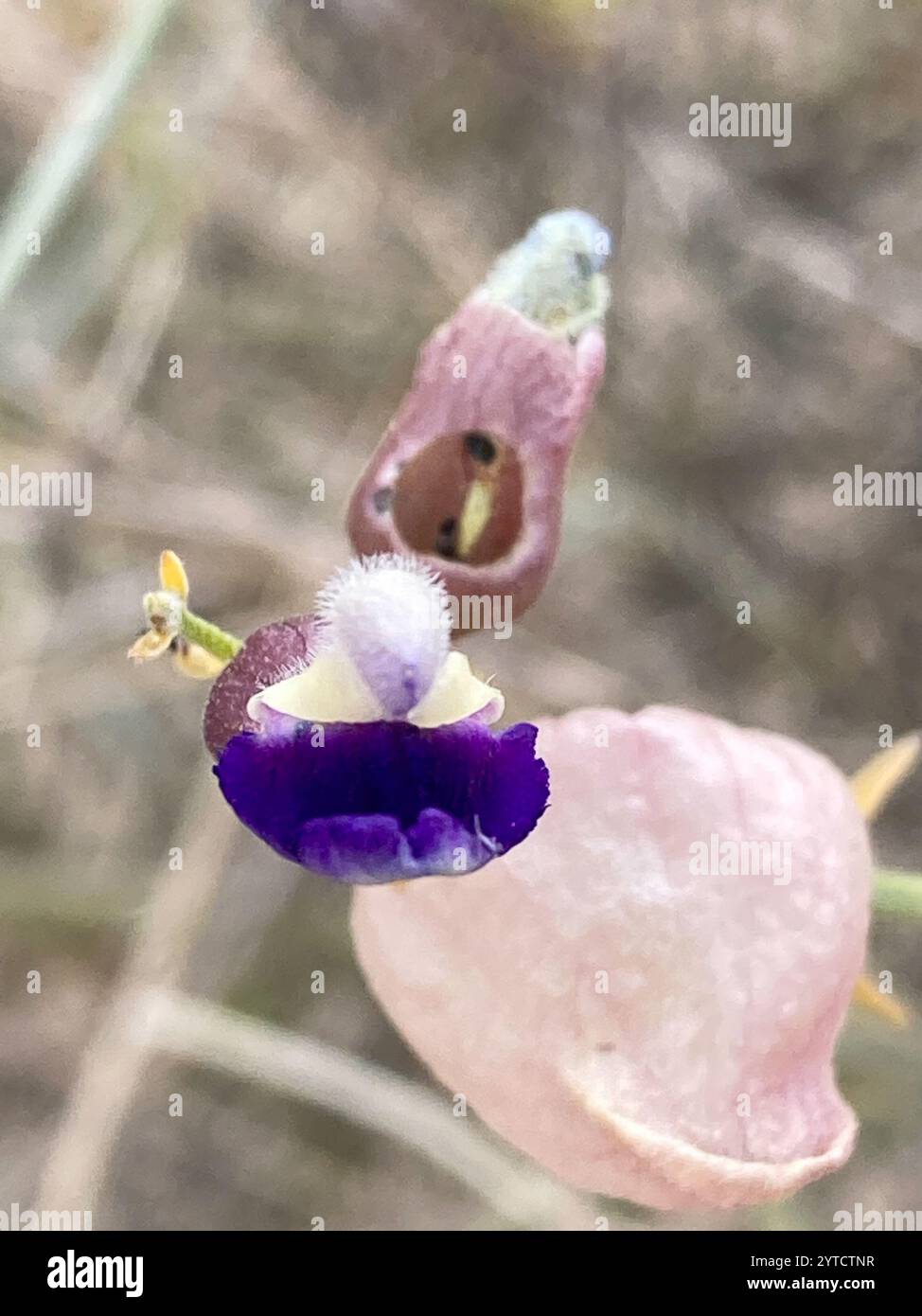 Paperbag Bush (Scutellaria mexicana Stock Photo - Alamy