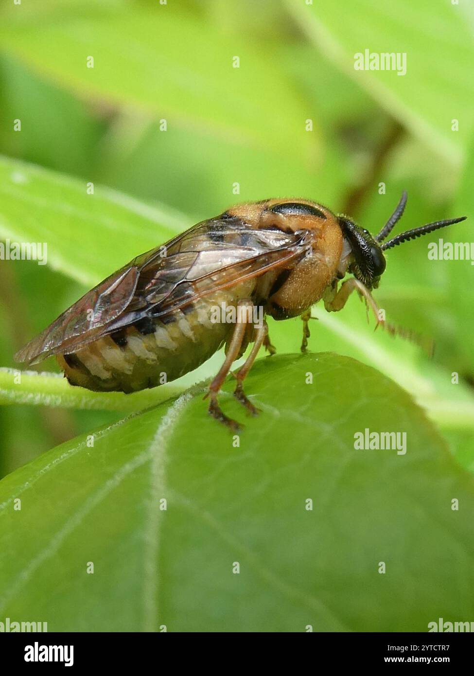 Conifer Sawflies (Diprionidae Stock Photo - Alamy