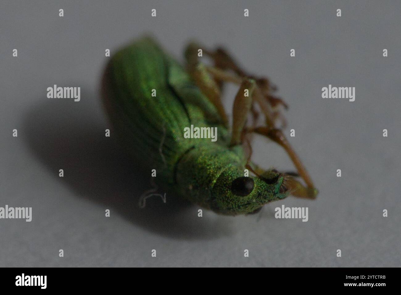 Green Immigrant Leaf Weevil (Polydrusus formosus Stock Photo - Alamy