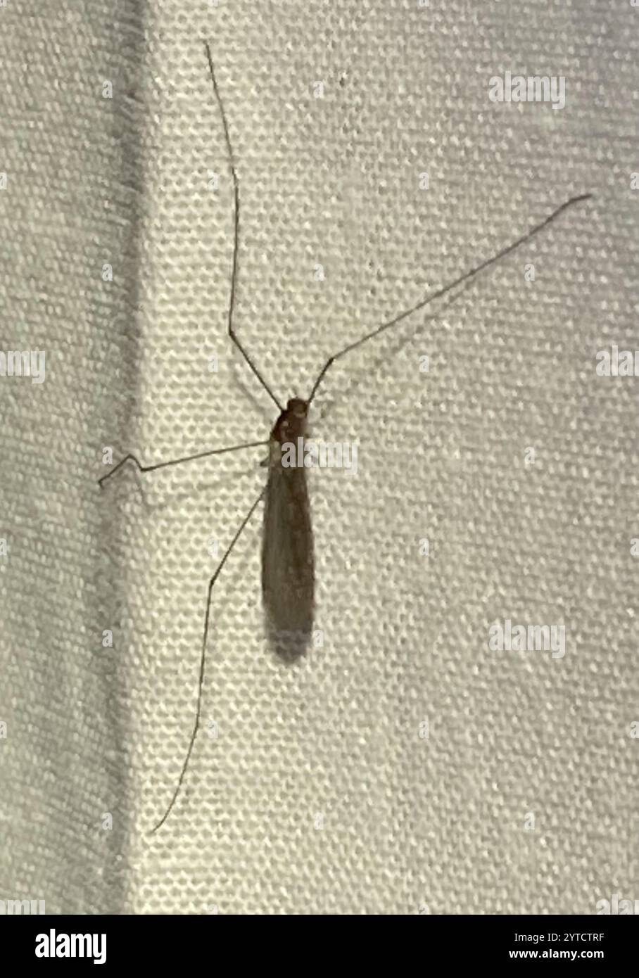 Crane Flies (Tipulomorpha Stock Photo - Alamy