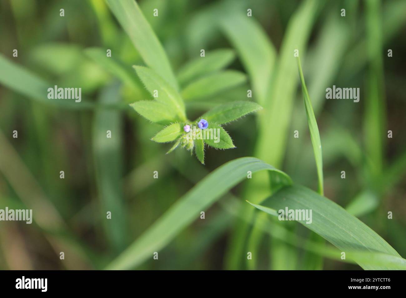 Asperugo procumbens hi-res stock photography and images - Alamy