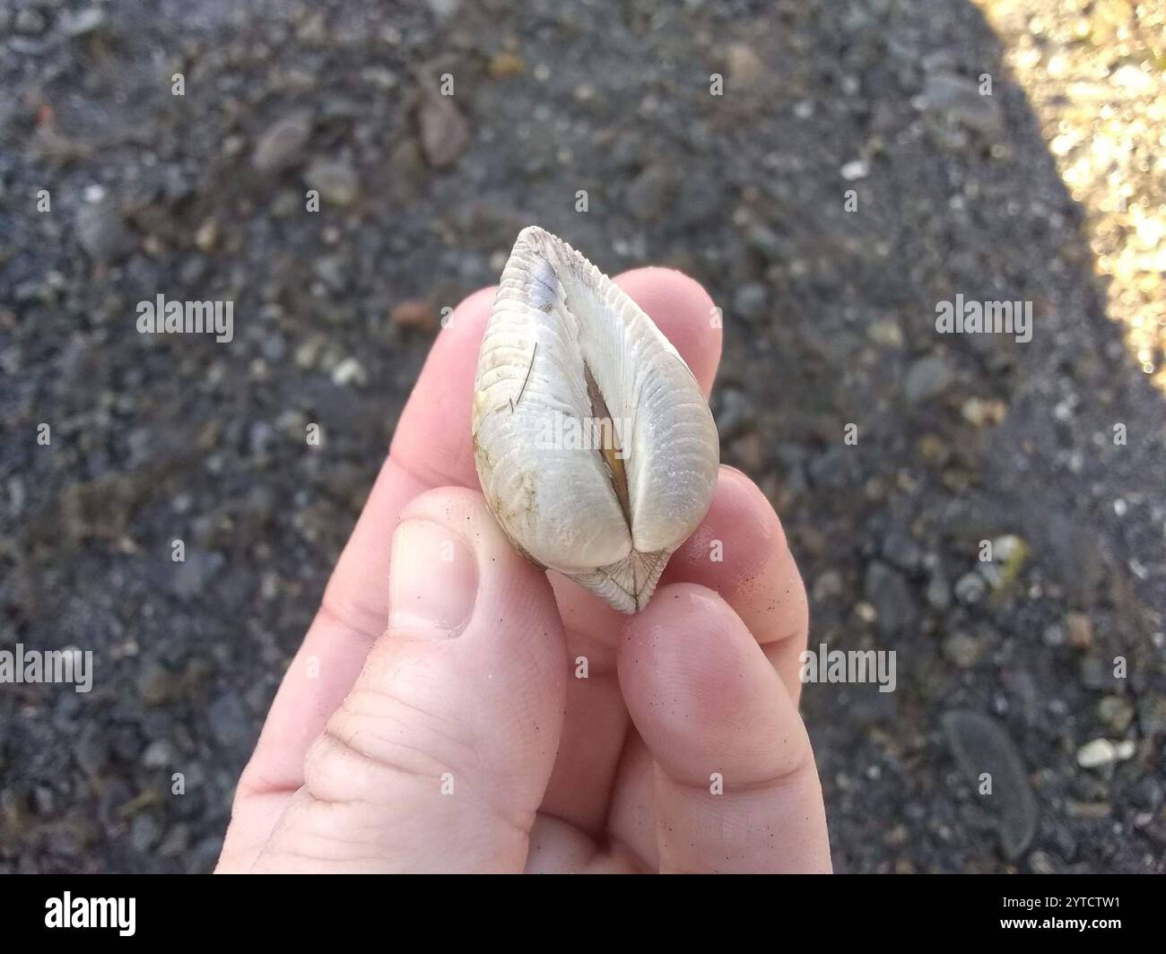Northern Quahog (Mercenaria mercenaria Stock Photo - Alamy