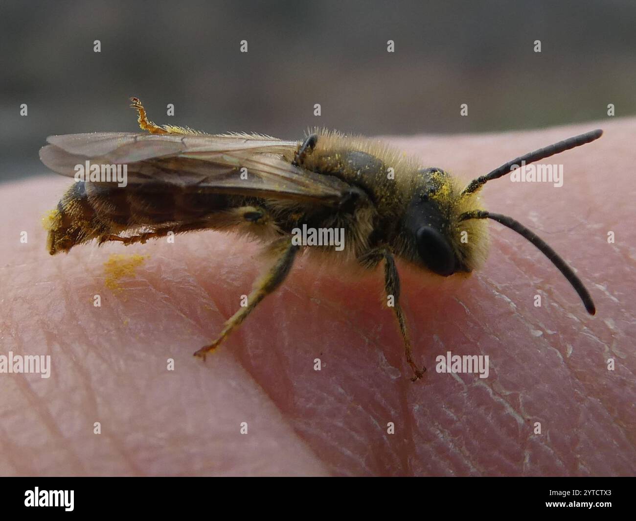 Mining Bees (Andrena Stock Photo - Alamy