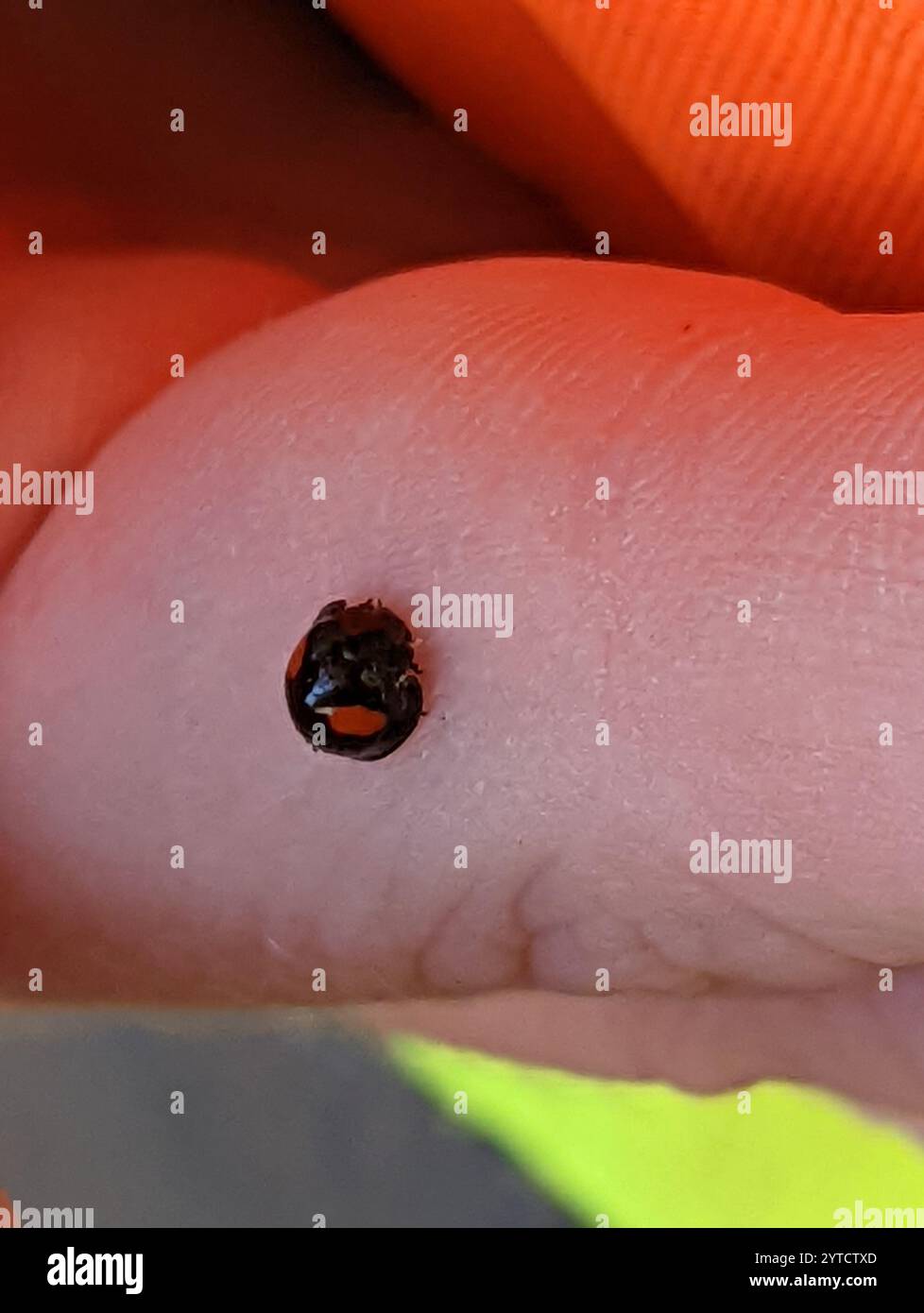 Twice-stabbed Lady Beetles (Chilocorus Stock Photo - Alamy