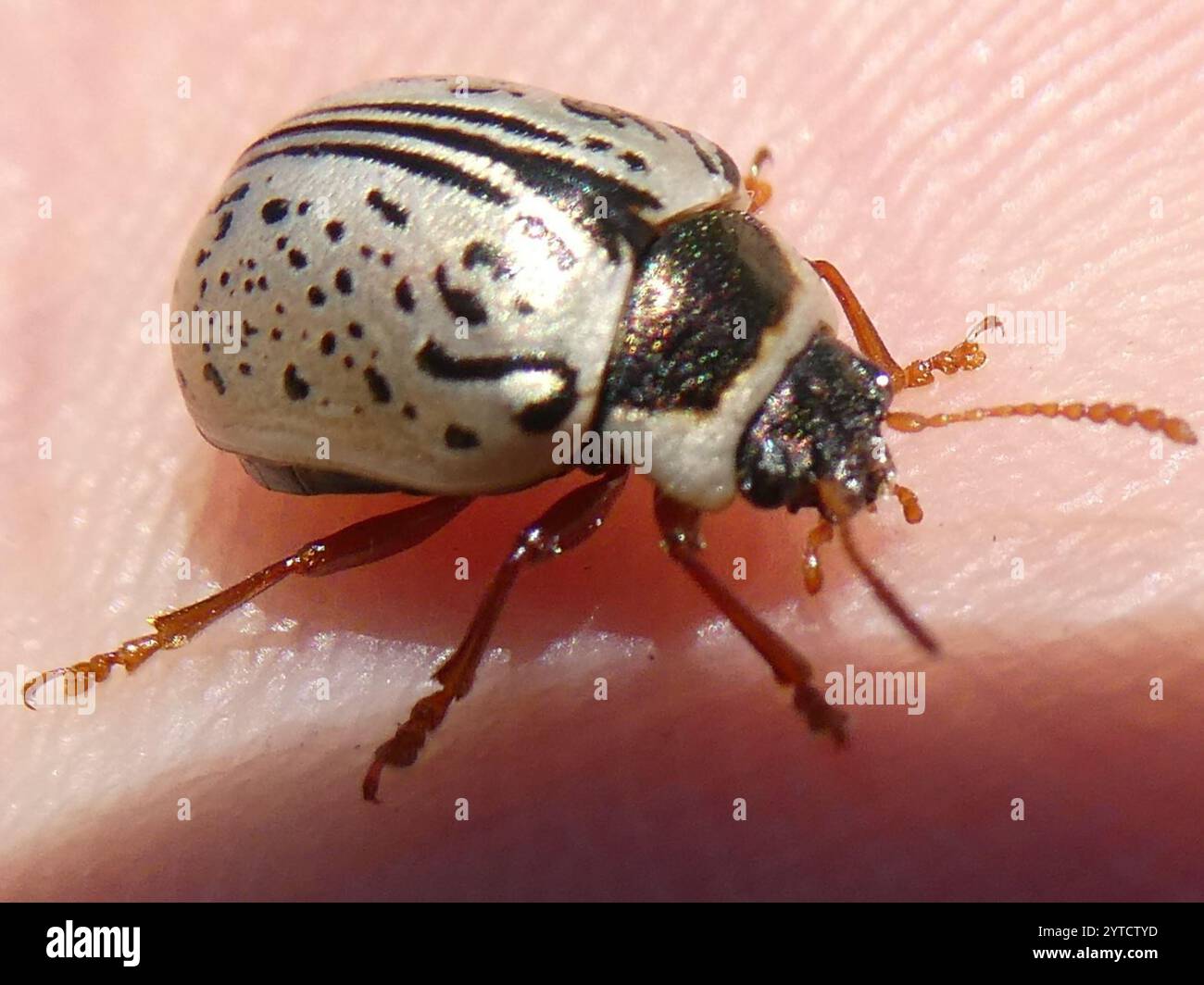 Common Willow Calligrapher Beetle (Calligrapha multipunctata Stock ...