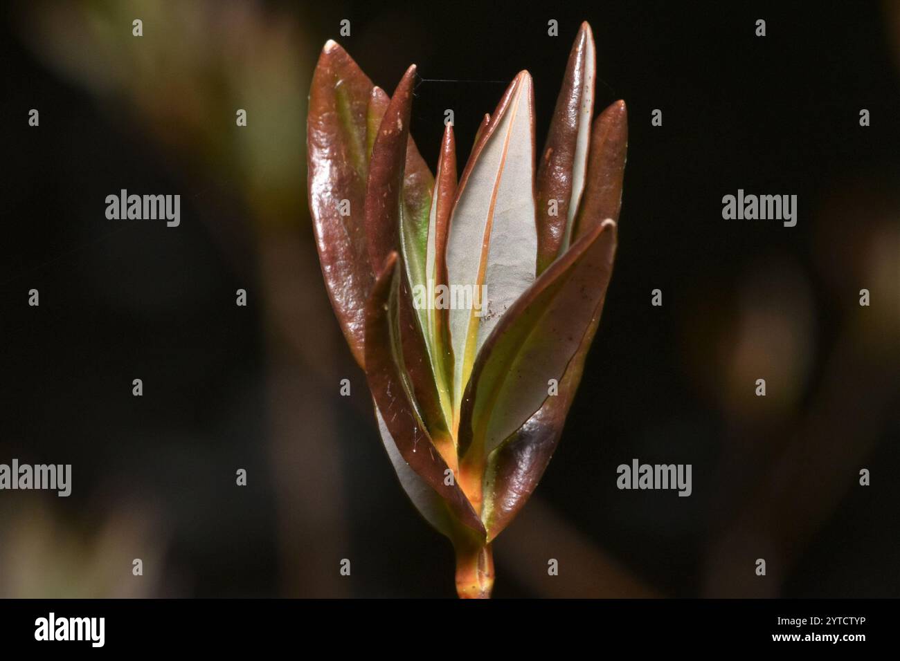 Western Bog Laurel (Kalmia microphylla Stock Photo - Alamy