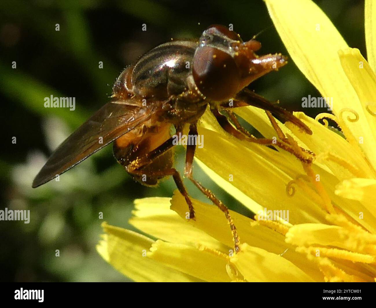 American Snout Fly (Rhingia nasica Stock Photo - Alamy