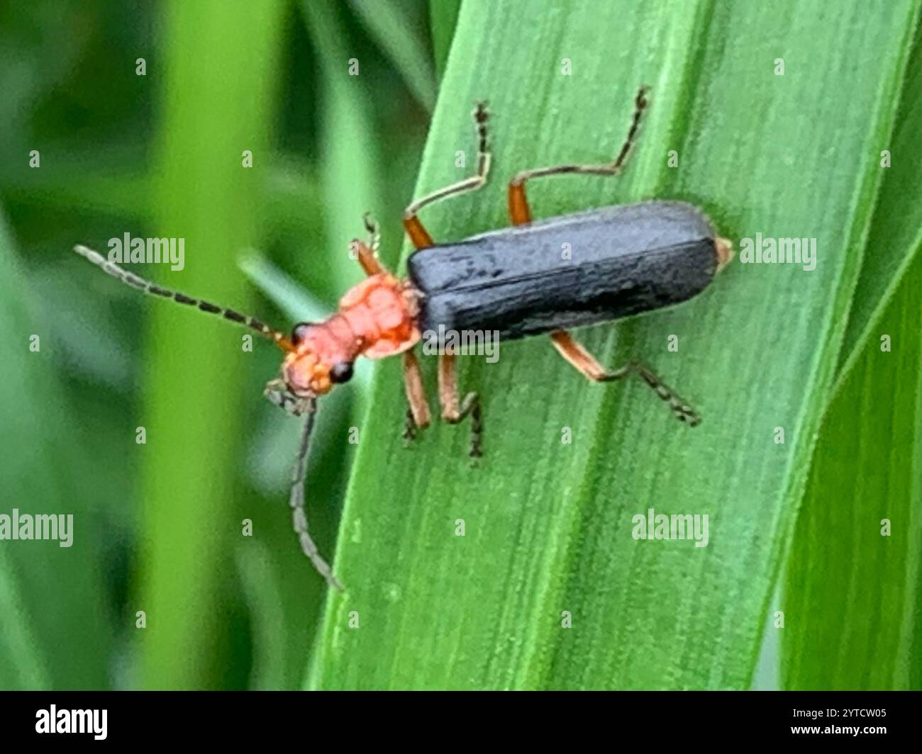 Downy Leather-winged Beetle (Podabrus pruinosus Stock Photo - Alamy