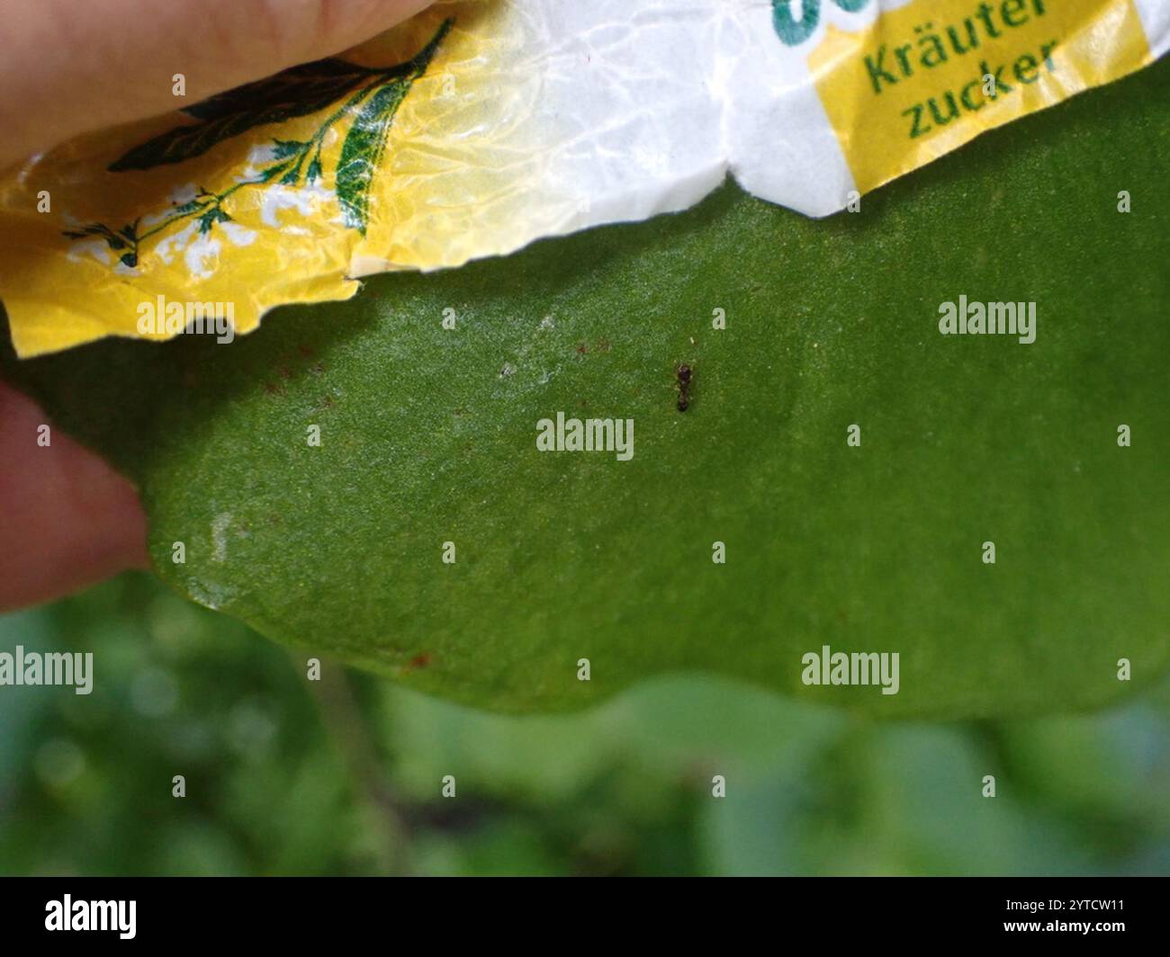 Acorn Ants and Allies (Temnothorax Stock Photo - Alamy